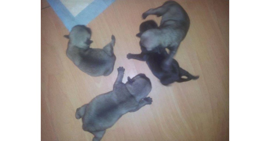 VAND pui de PUG/Mops | arhiva Okazii.ro