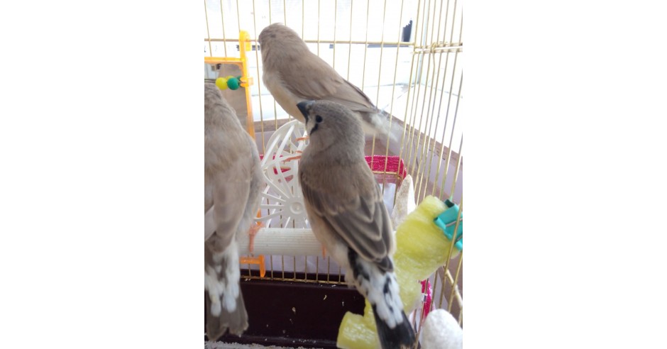 Vand zebrute autraliene (cele mai energice pasarele) | arhiva Okazii.ro