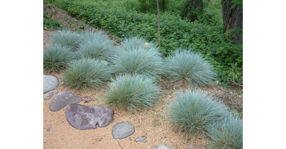 Festuca glauca - iarba albastra - 6 lei | arhiva Okazii.ro