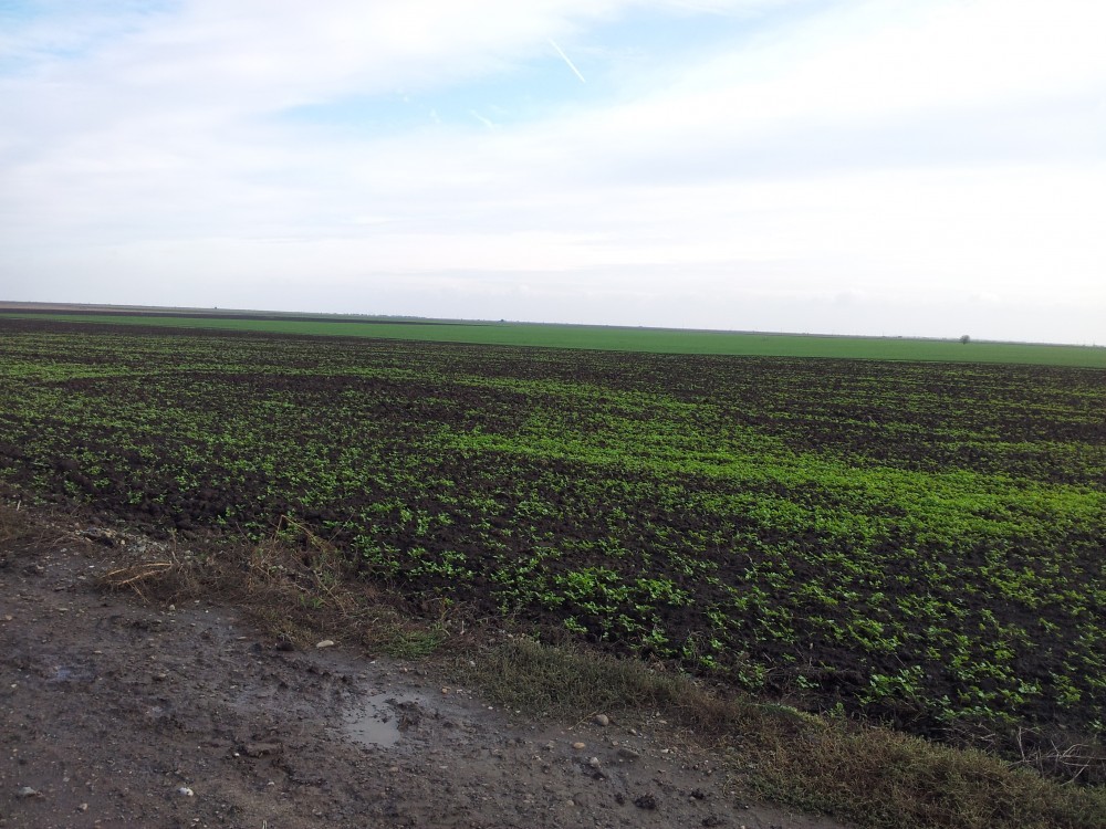Vand 25 ha teren arabil cernoziom, pret de 7000 Euro / ha, Perisoru ...