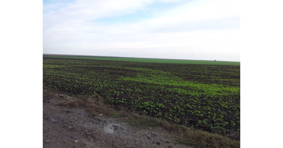 Vand 25 ha teren arabil cernoziom, pret de 7000 Euro / ha, Perisoru ...