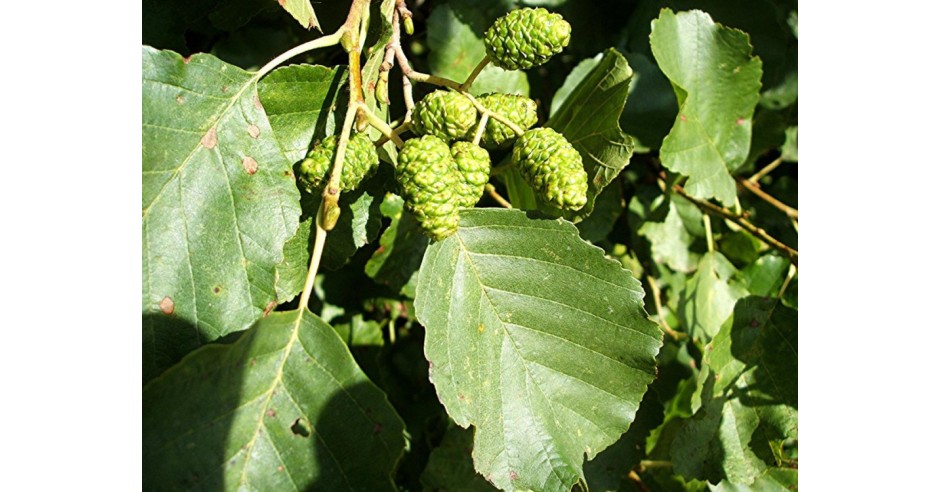 Alnus glutinosa ? anin negru, arin - 15 lei | arhiva Okazii.ro