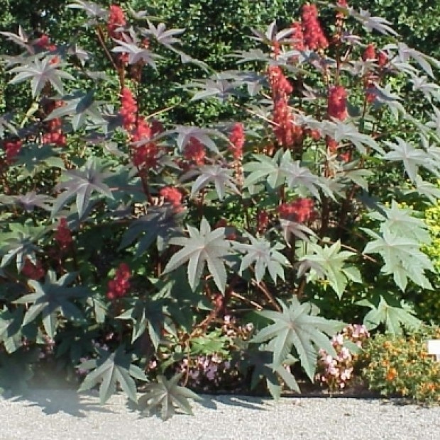 Seminte de RICIN . Planta ornamentala de gradina. | arhiva Okazii.ro