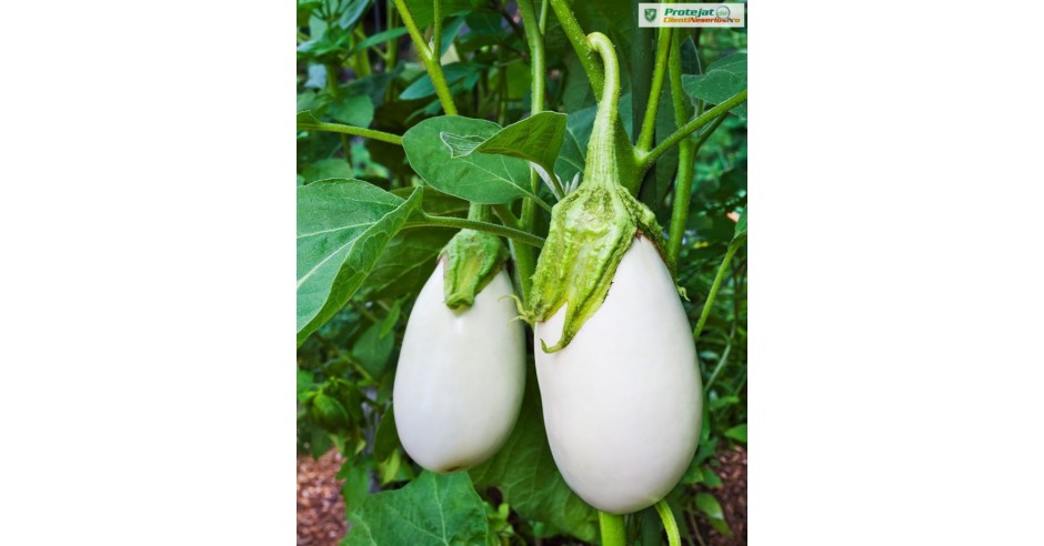 Vinete ALBE, PHANTOM - LEGUME RARE - plic cu 5 seminte - Viabilitate ...