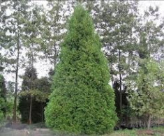 SEMINTE TUIA - Thuja orientalis 100 buc - 10 lei | arhiva Okazii.ro