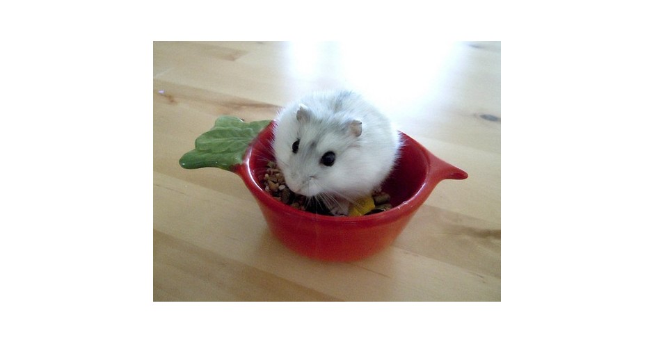 Hamsteri pitici | arhiva Okazii.ro