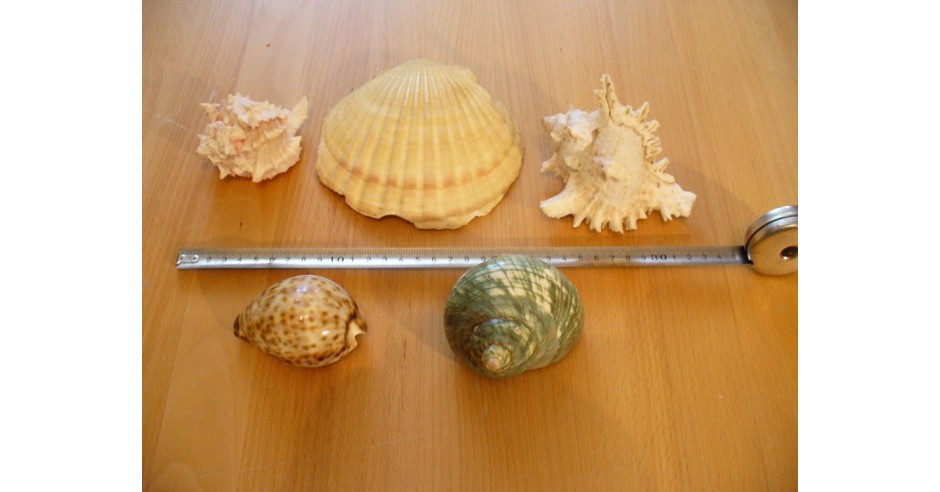 Lot scoici (scoica) TURBO GRUN IMPERIALIS, CYPRAEA TIGRIS ...