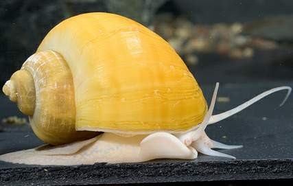 Vand melc melci acvariu pt acvarii de apa dulce. Pomacea Bridgesi ...