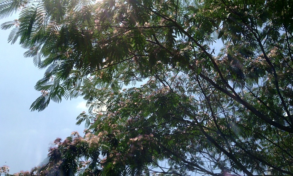 Copac de matase/copacul Mimosa (Albizia julibrissin) (20 seminte ...