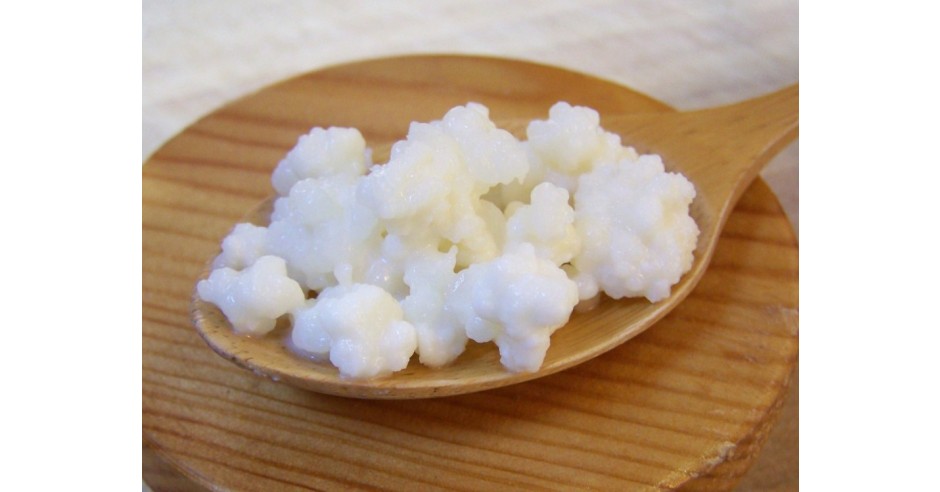 Chefir / Kefir de lapte - Ciuperca tibetana pentru preparare in casa ...