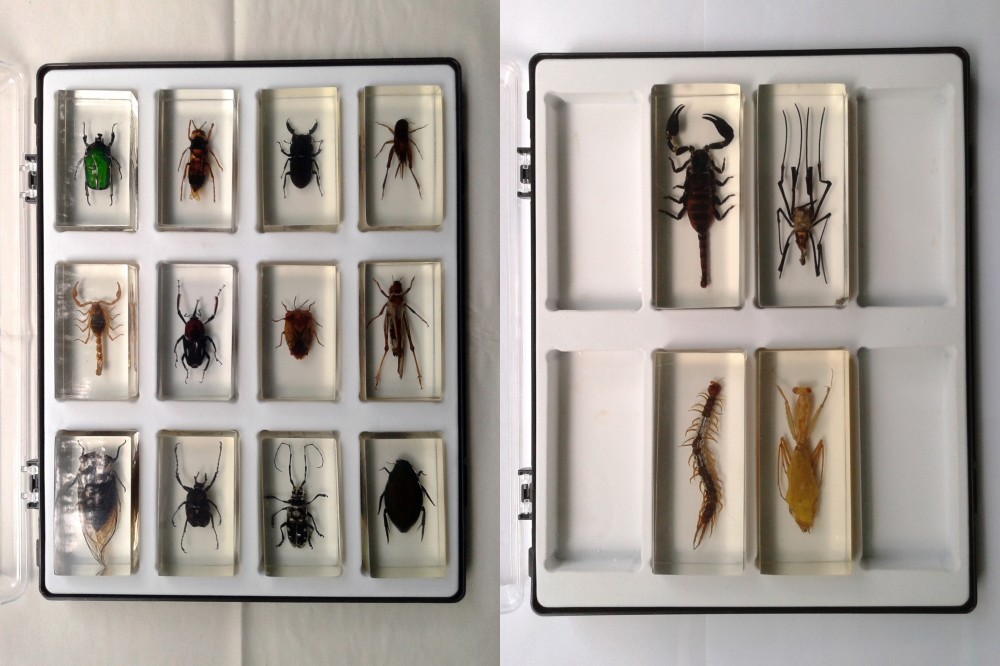 Colectie Insecte reale, de la DeAgostini - 16 numere + Ghidul seriei ...