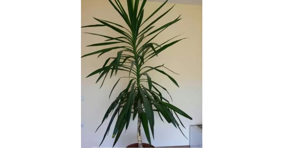 Yucca de interior, inaltime 2,3m | arhiva Okazii.ro