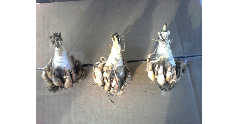 Bulbi de tuberoze | arhiva Okazii.ro