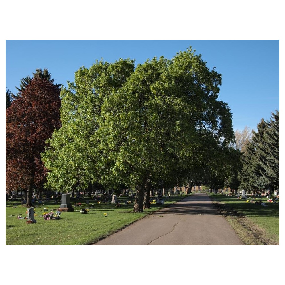 PALTIN DE MUNTE - Acer pseudoplatanus - 3 lei | arhiva Okazii.ro
