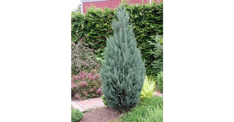 CHIPAROS ALBASTRU - Chamaecyparis lawsoniana ‘Columnaris’ - 9 lei ...