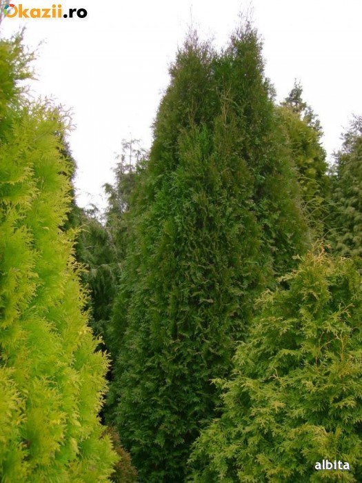 Seminte de Tuia occidentalis (15 seminte) este cultivat si ca Bonsai ...