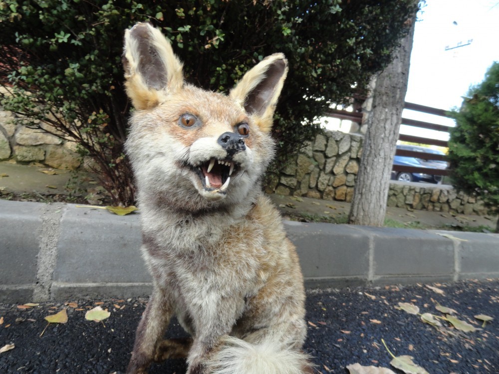 Vulpe impaiata | arhiva Okazii.ro