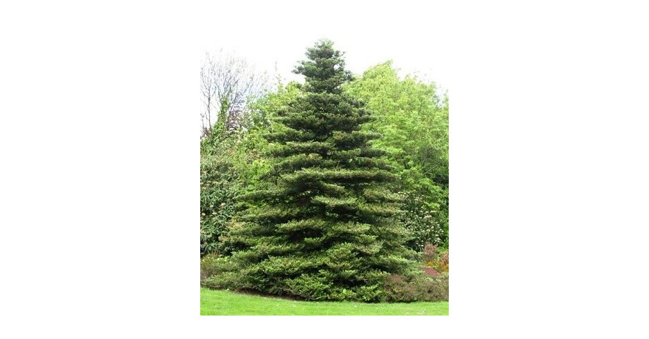 Brad corean | arhiva Okazii.ro