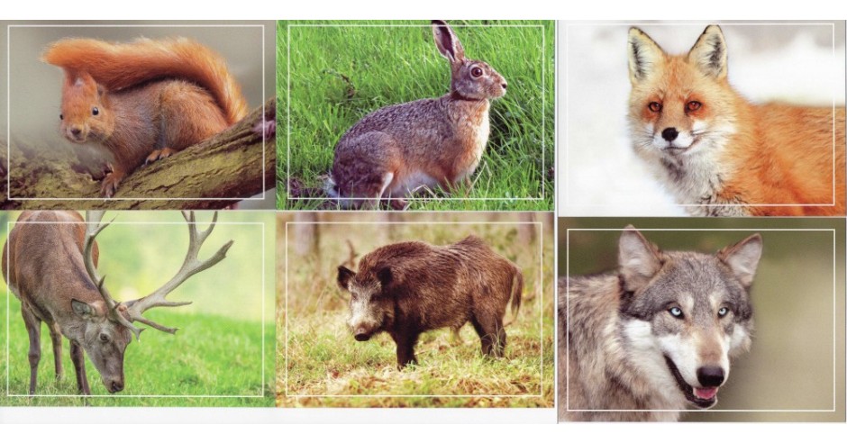 Fauna - Carti Postale din Moldova 2015, Necirculata, Printata | Okazii.ro