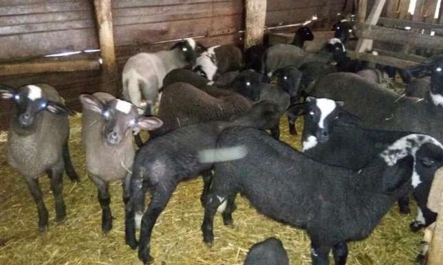 vand 70 de oi carabase - cu miei - rasa cap negru de teleorman | arhiva ...