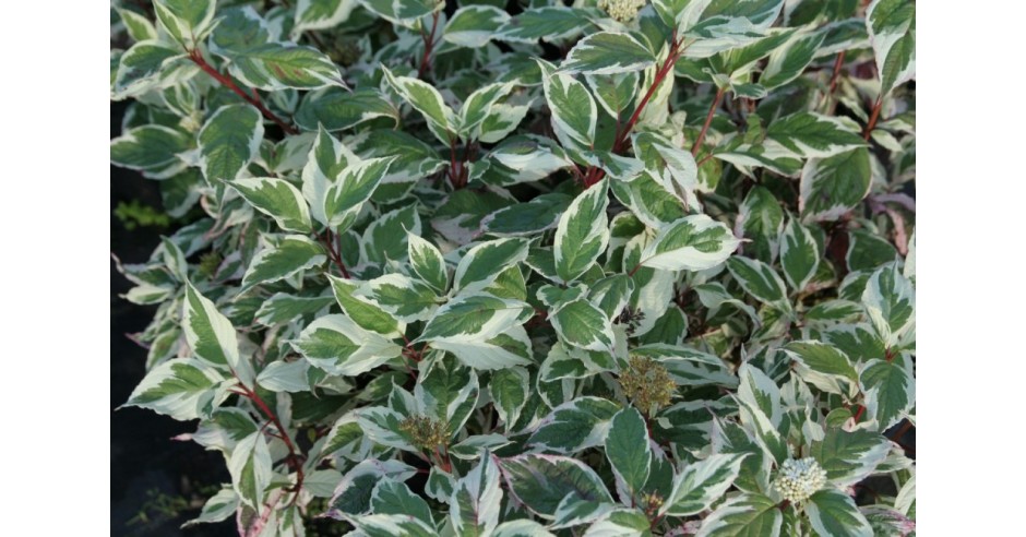 Cornus alba Sibirica Variegata – corn decorativ | arhiva Okazii.ro
