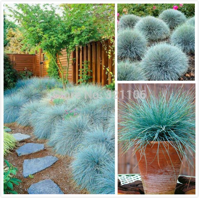 Seminte de Iarba Albastra - Festuca Glauca - 5 seminte pt semanat ...