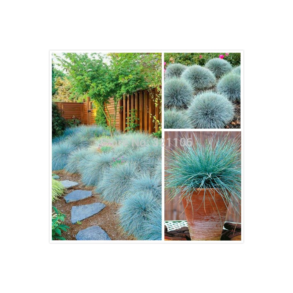 Seminte de Iarba Albastra - Festuca Glauca - 5 seminte pt semanat ...