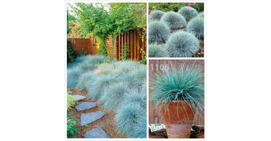 Seminte de Iarba Albastra - Festuca Glauca - 5 seminte pt semanat ...