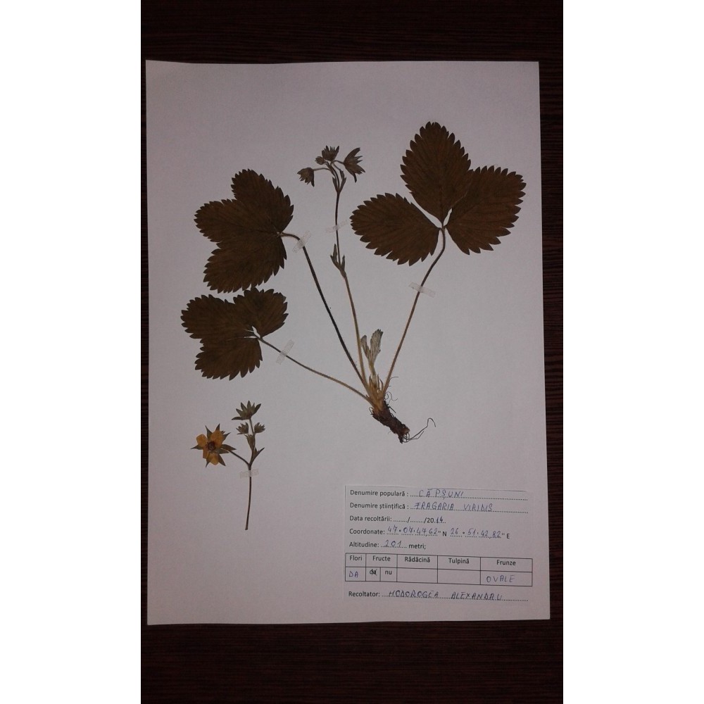 IERBAR SCOLAR 30 PLANTE otravitoare/ medicinale FLORI, FRUNZE, RADACINA ...