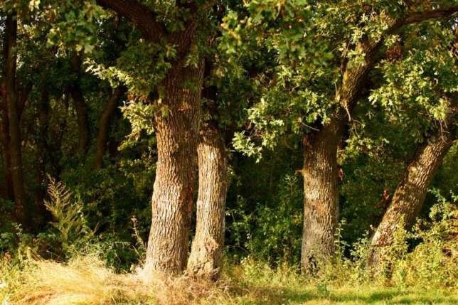 Padure de stejar 3,8 ha | arhiva Okazii.ro