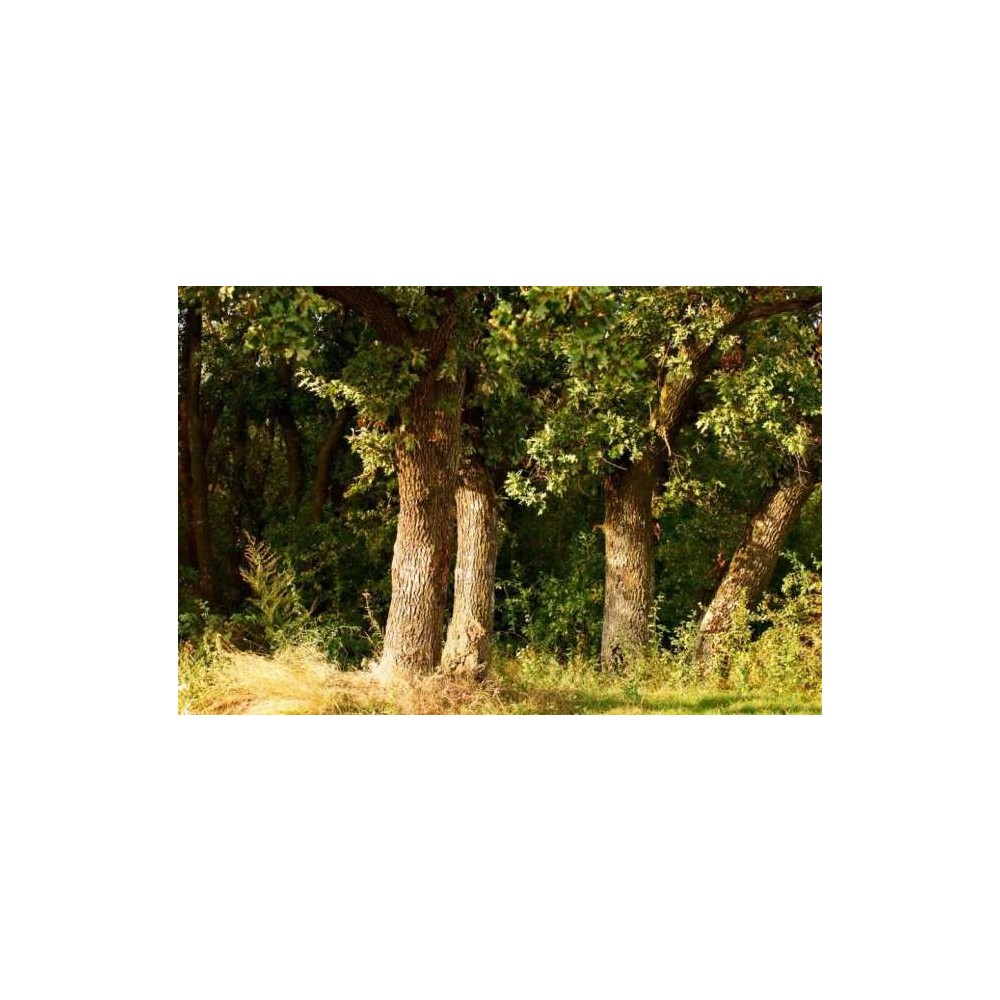 Padure de stejar 3,8 ha | arhiva Okazii.ro