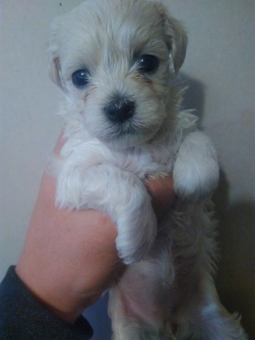 Pui bichon havanez | arhiva Okazii.ro