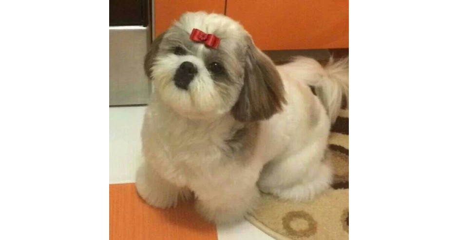 Shih-tzu | arhiva Okazii.ro