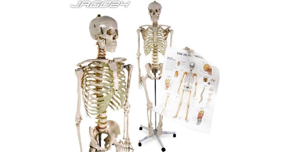 Stativ schelet uman - model anatomic si material didactic | arhiva ...