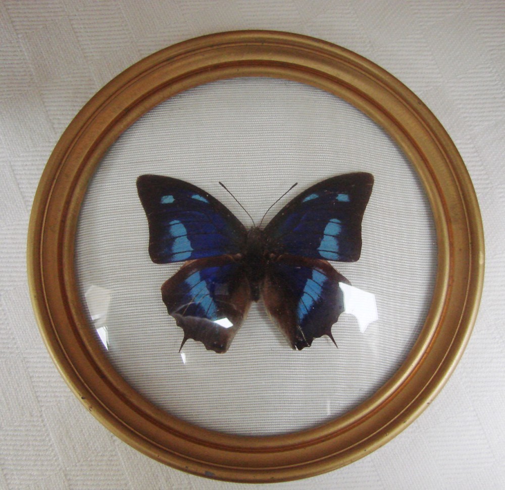 Insectar - fluture mascul din specia POLYGRAPHA CYANEA - Peru, America ...