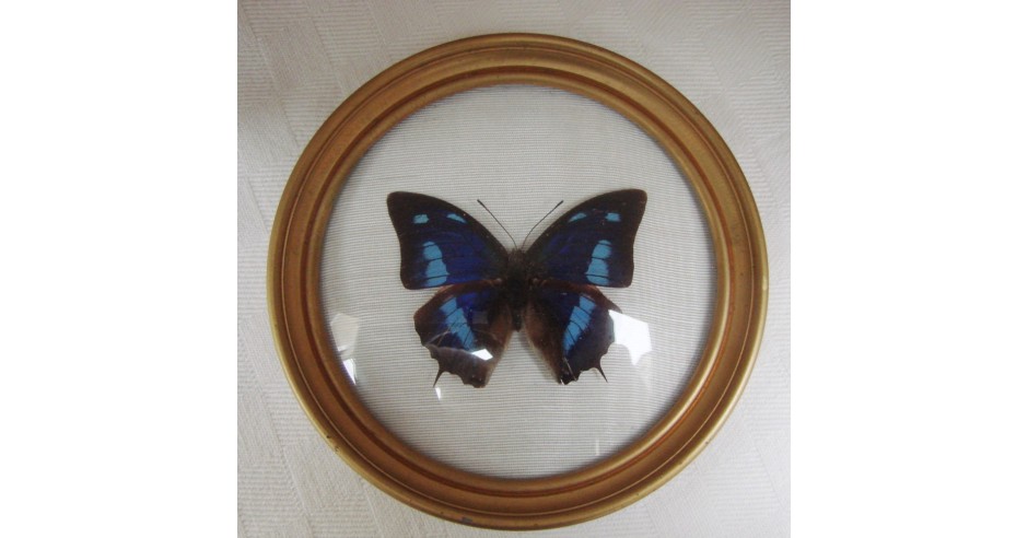 Insectar - fluture mascul din specia POLYGRAPHA CYANEA - Peru, America ...