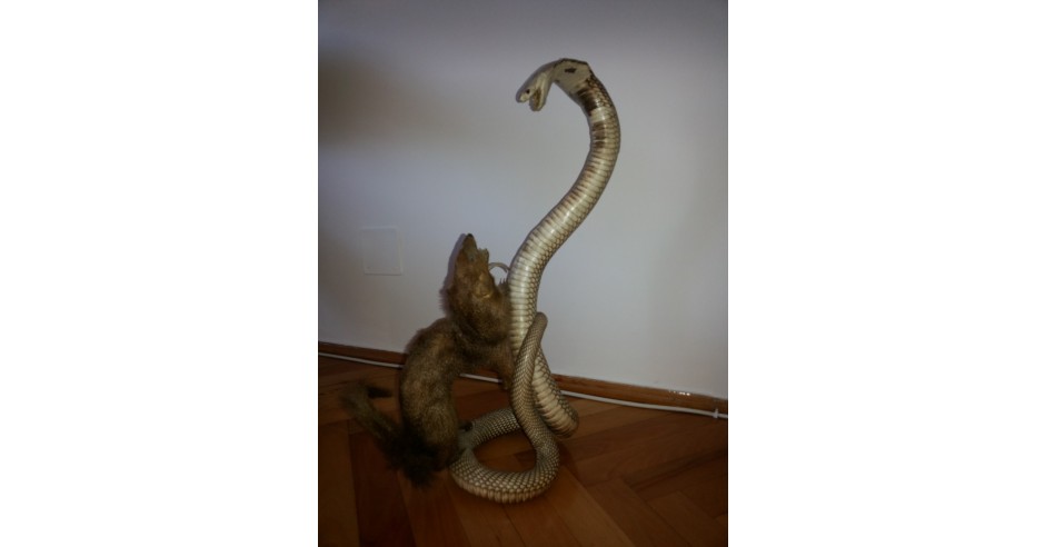 Cobra regala,reala,conservata,cu nevastuica | arhiva Okazii.ro