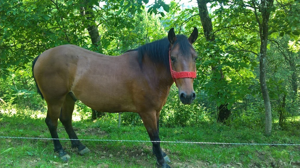 Cal frumos de vanzare | arhiva Okazii.ro
