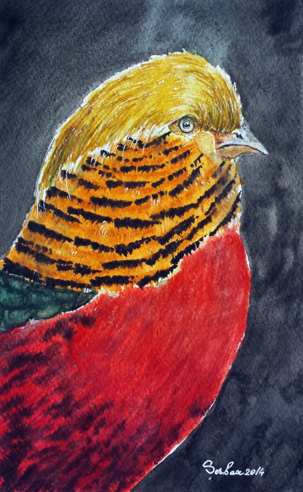 Acuarela studiu cocos fazan - pictura grafica desen tablou decor pasari ...