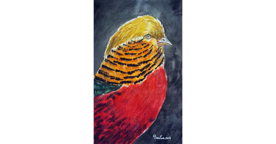 Acuarela studiu cocos fazan - pictura grafica desen tablou decor pasari ...