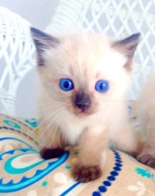 Pui de pisica,rasa birmaneza | arhiva Okazii.ro
