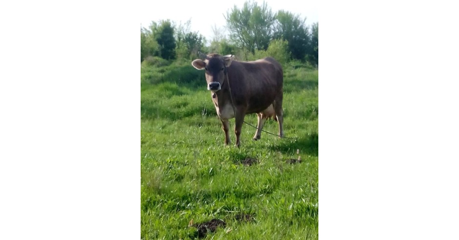 VACA BRUNA DE MARAMURES | arhiva Okazii.ro