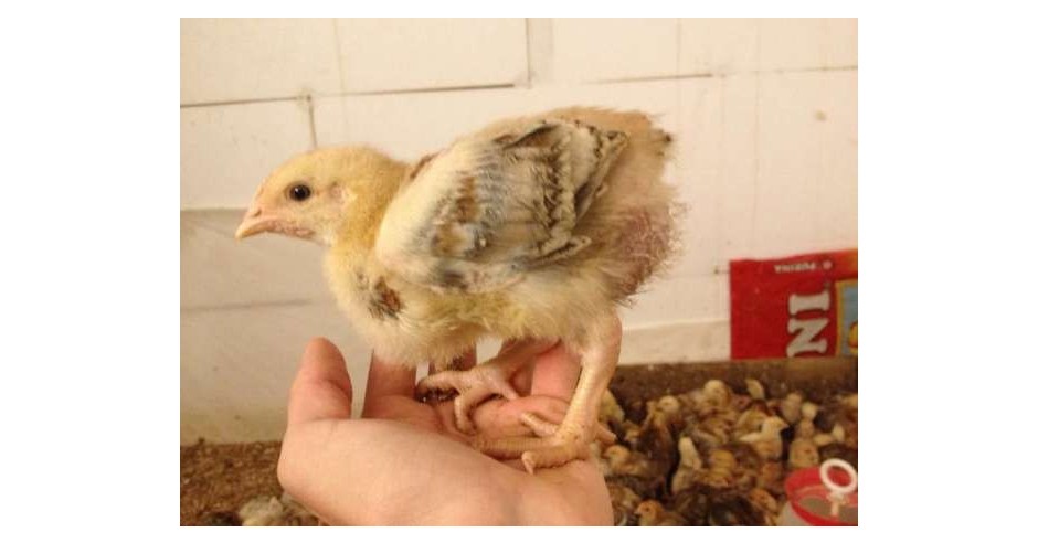 Vand pui zburati de rasa mixta KABIR pentru carne si oua! | arhiva ...