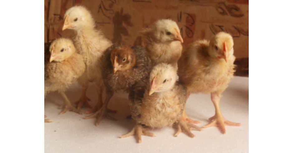 Vand pui zburati kabir | arhiva Okazii.ro