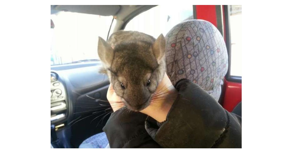 Vand pui chinchila chinchilla sinsila, intre 2 si 3 luni | arhiva Okazii.ro