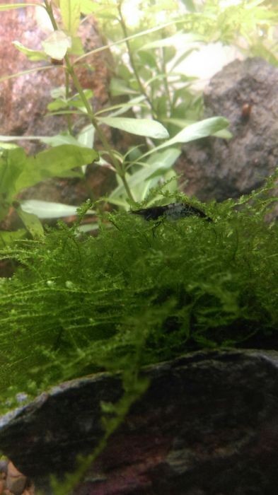 Creveti acvariu | arhiva Okazii.ro