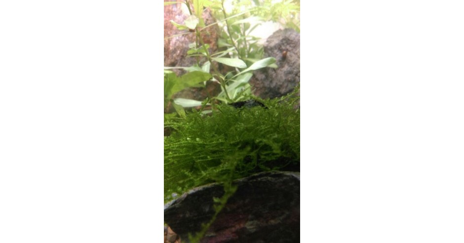 Creveti acvariu | arhiva Okazii.ro