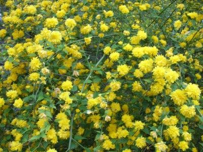 TEISOR ( Kerria japonica ) - arbust ornamental cu flori galbene ...