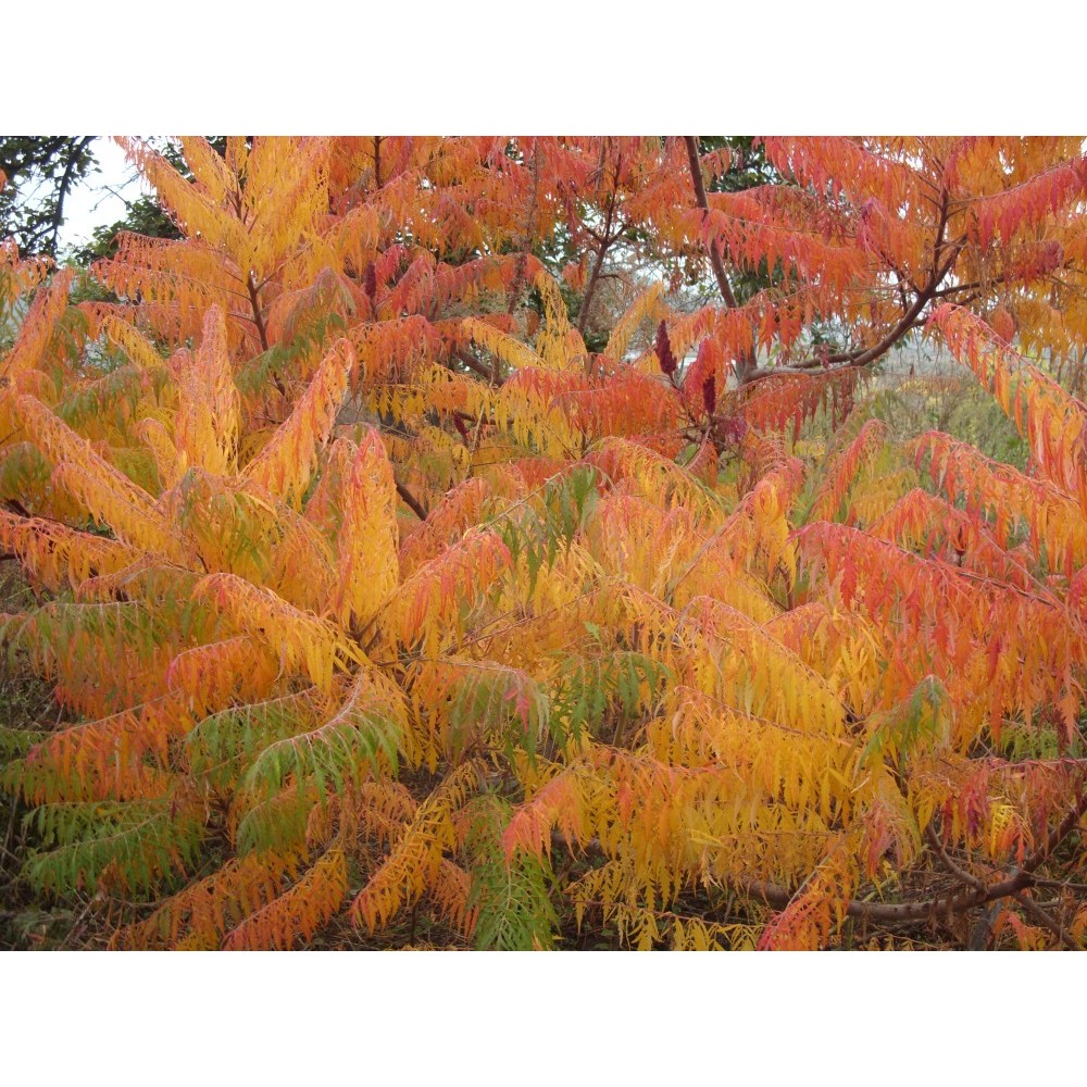 OTETAR ( Rhus typhina ) - 100 - 120 cm ( cititi descrierea, va rog ...