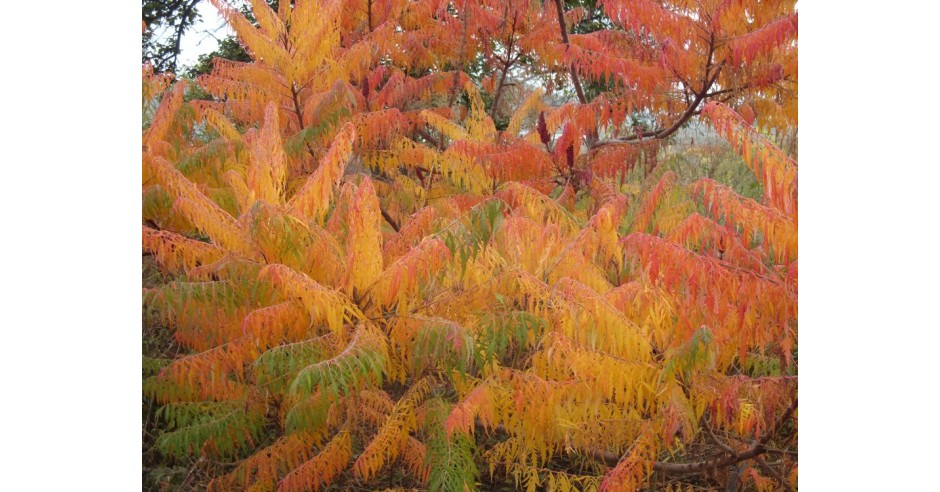 OTETAR ( Rhus typhina ) - 100 - 120 cm ( cititi descrierea, va rog ...